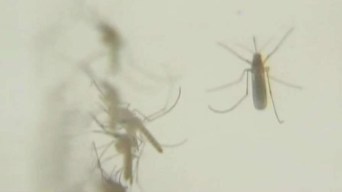 Mosquitoes in Thompson test positive for EEE for first time this season ...