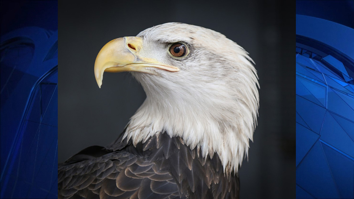 Bald Eagle Missing from Wildlife Rehabilitation Center Found Safe – NBC ...