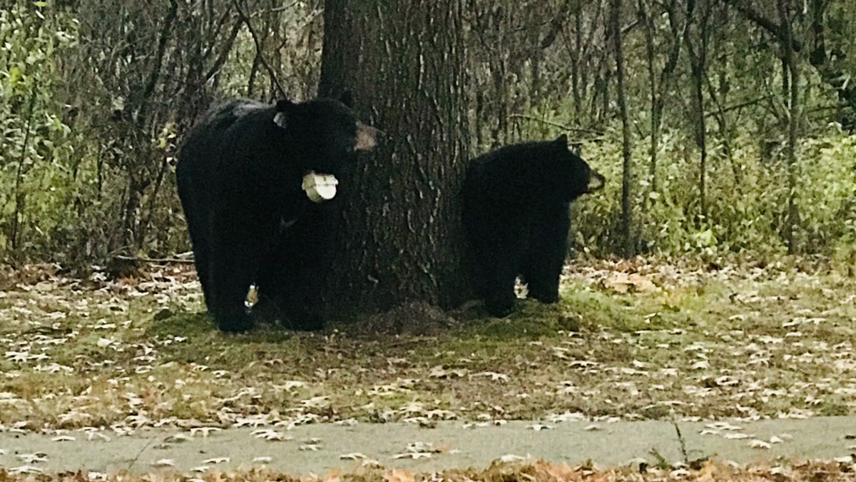 Unbearable? Does Uptick in Human/Bear Conflicts Mean It’s Time For A ...