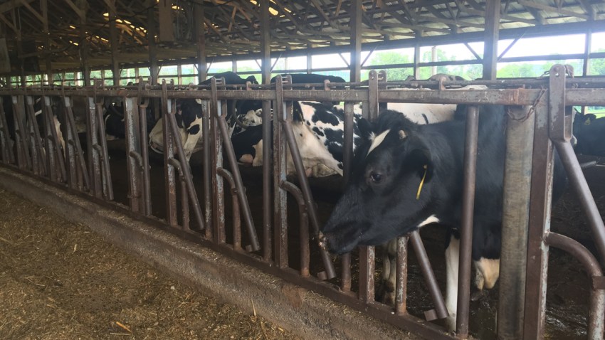 Well-Known Durham Dairy Farm Closing Down – NBC Connecticut