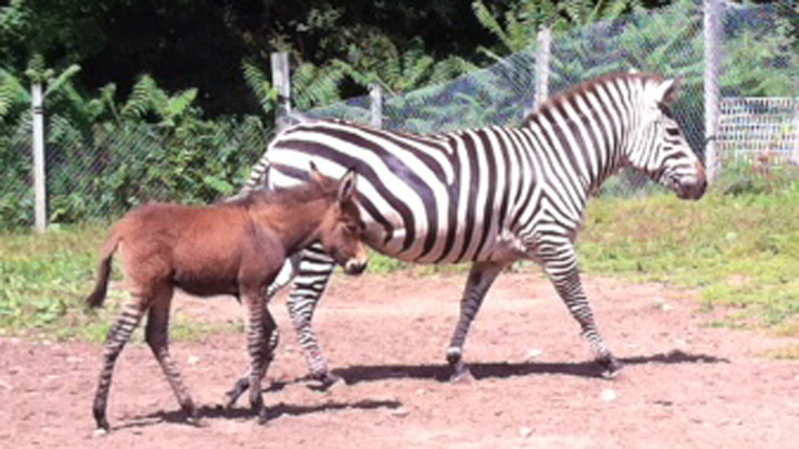 It’s Not a Zebra, It’s Not a Donkey, It’s a Zeedonk! – NBC Connecticut