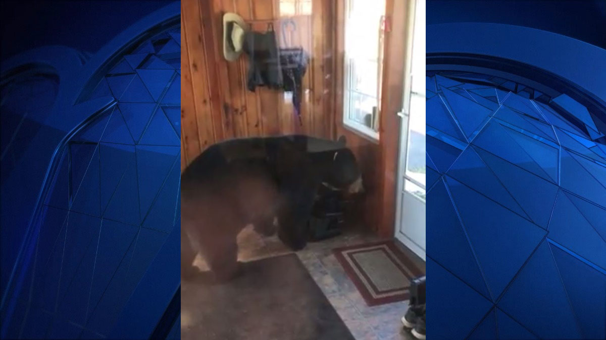 DEEP’s ‘State of the Bears’ Report Shows More Bear Break-Ins in 2022 ...