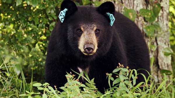 Bears Soon to Emerge in Connectiut After Winter Denning – NBC Connecticut