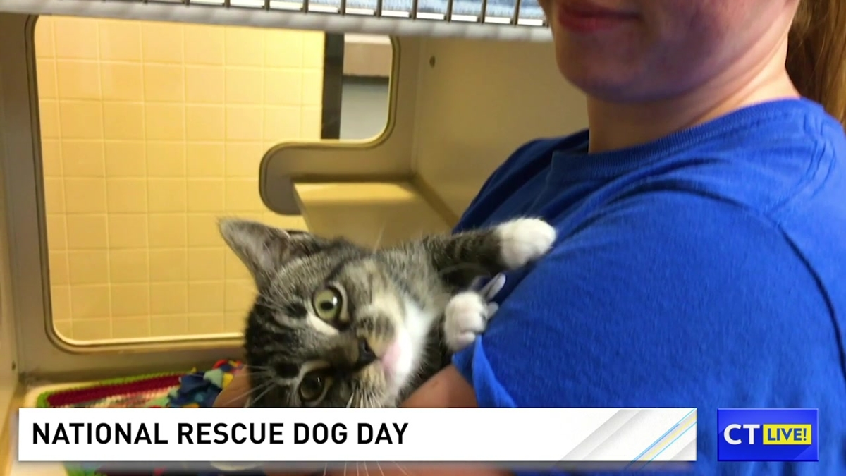 CT LIVE!: Clear the Shelters -Benefits of a Rescue Pet – NBC Connecticut