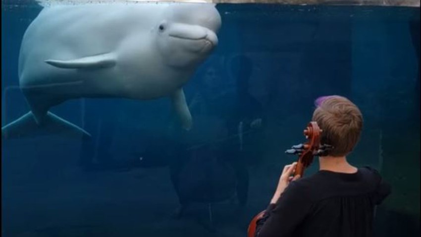 Cello Teacher Mystifies Juno the Beluga – NBC Connecticut