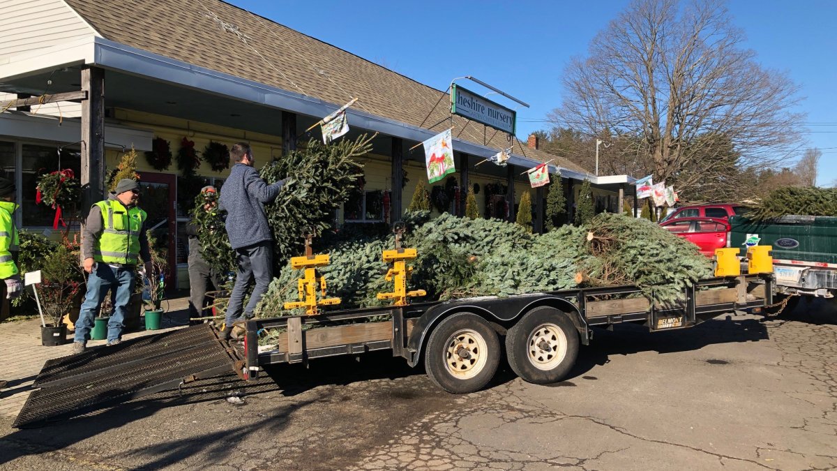 Cheshire Nursery Donates Christmas Trees to New Haven Families in Need ...