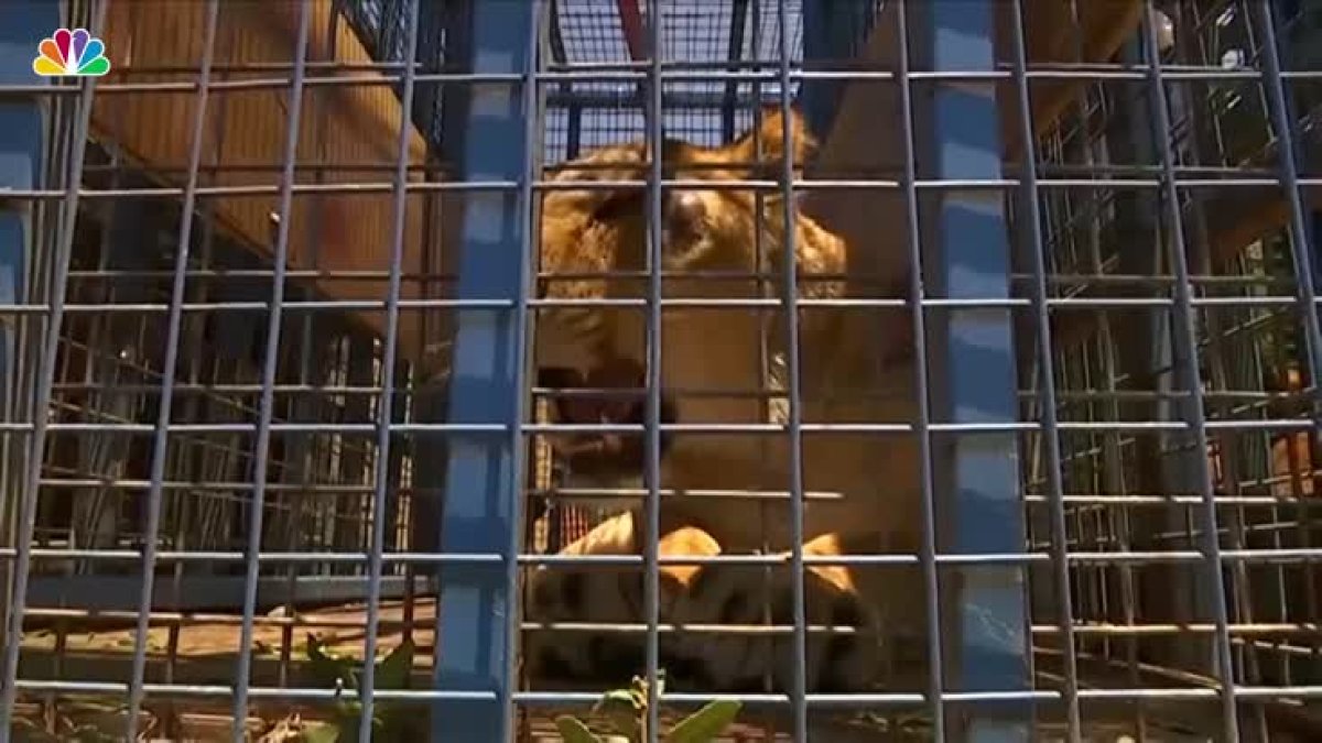 13 Zoo Animals Rescued From War-Torn Syria – NBC Connecticut