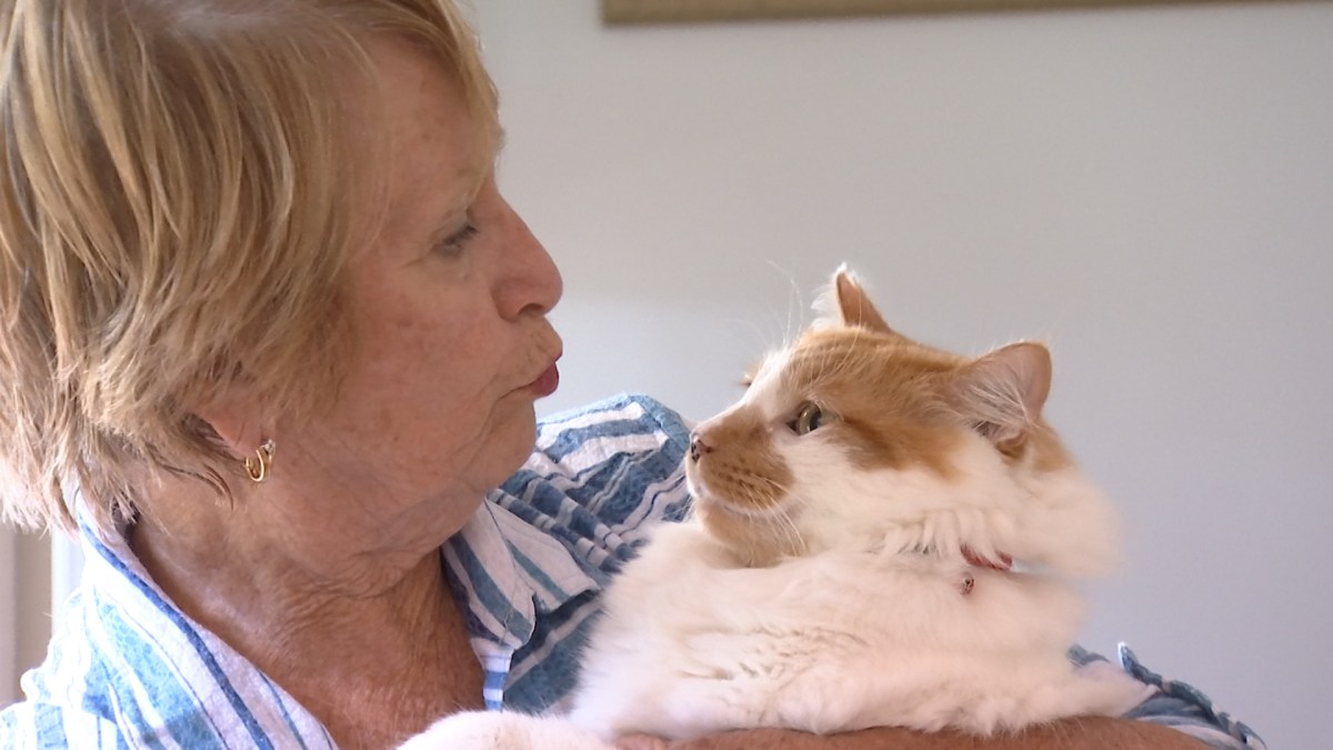 Family Reunited With Lost Cat After Three Years Apart – NBC Connecticut