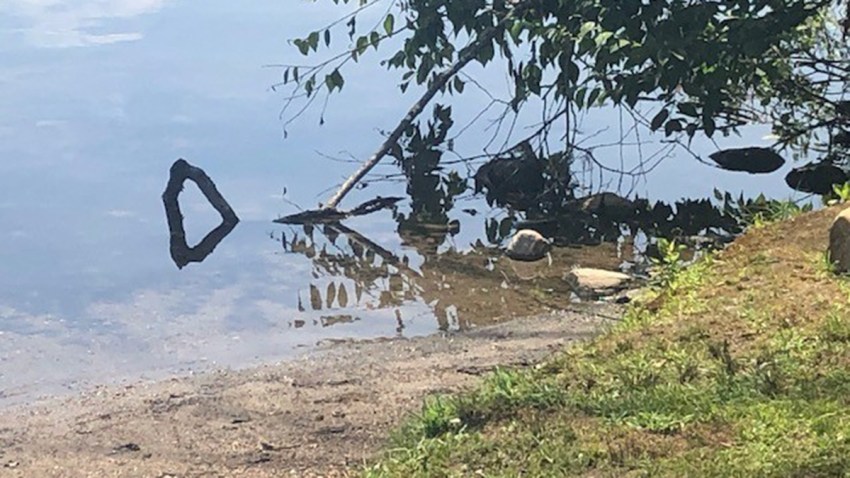 State Officials Cannot Confirm Alligator Sighting in East Lyme – NBC ...