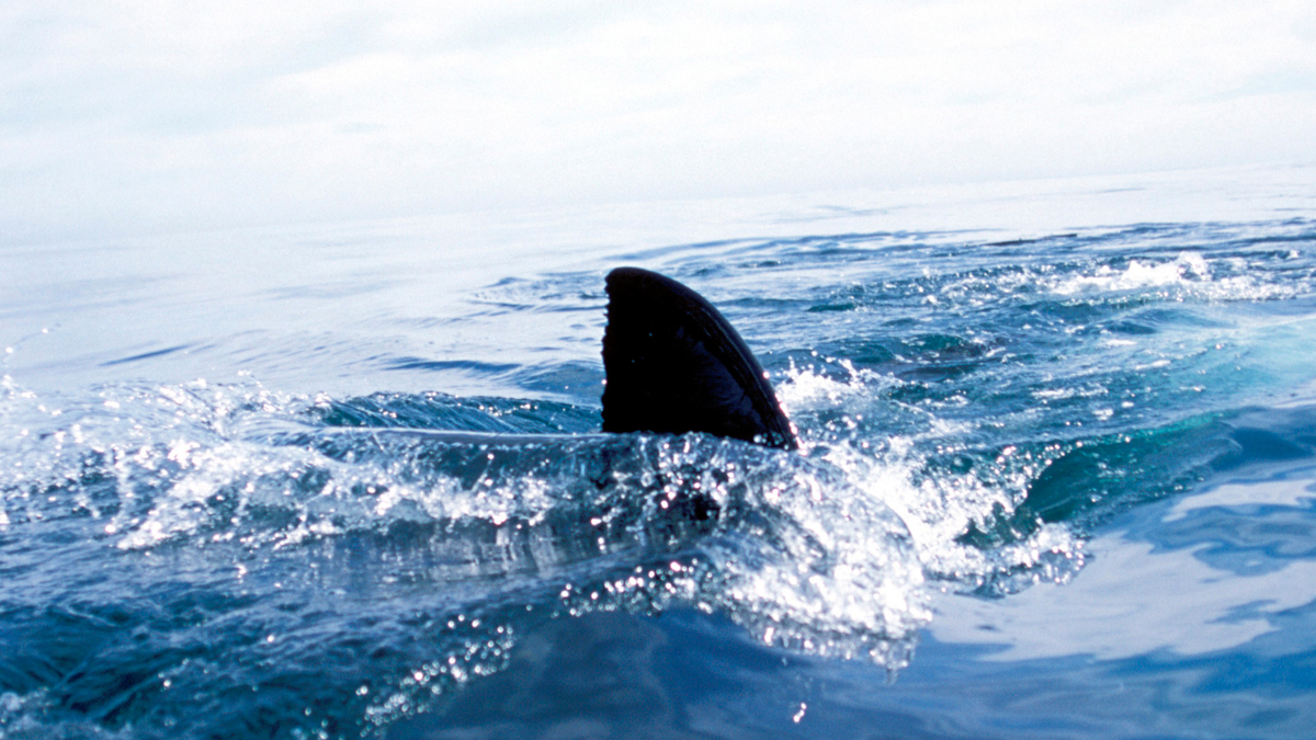 Shark Spotted in Chatham – NBC Connecticut