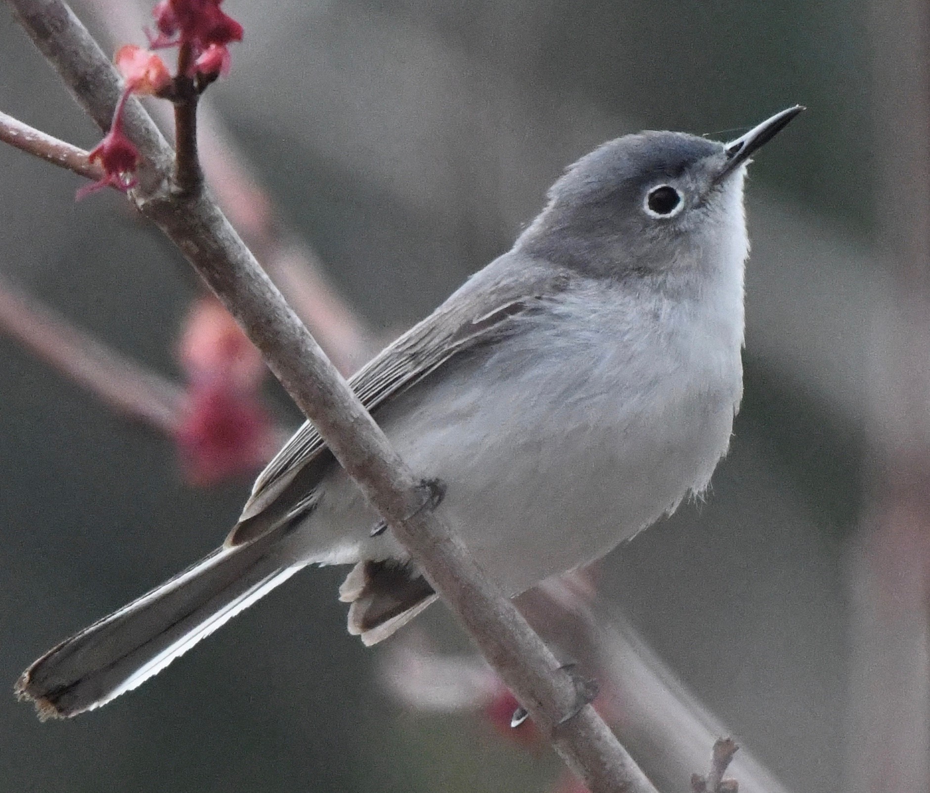 Birds Taking Flight to Connecticut – NBC Connecticut