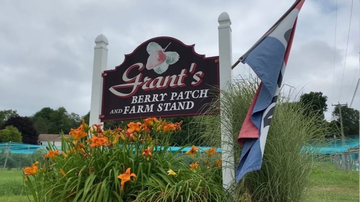 Great Weather for Berry Growers in Eastern Connecticut – NBC Connecticut