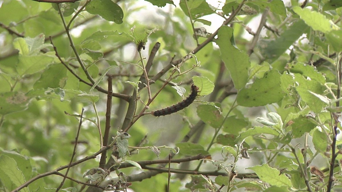 DOT to Remove Trees Along I-95 Damaged by Gypsy Moths – NBC Connecticut