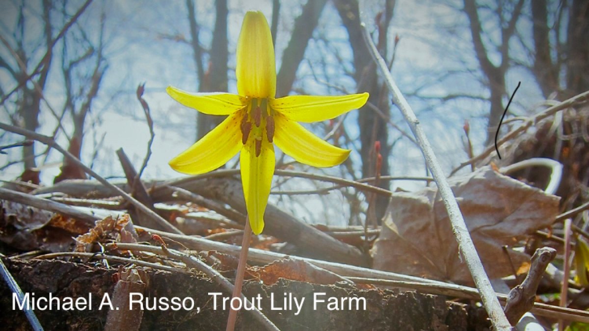 Spring Flowers & How You Can Learn About What’s In Bloom Virtually ...