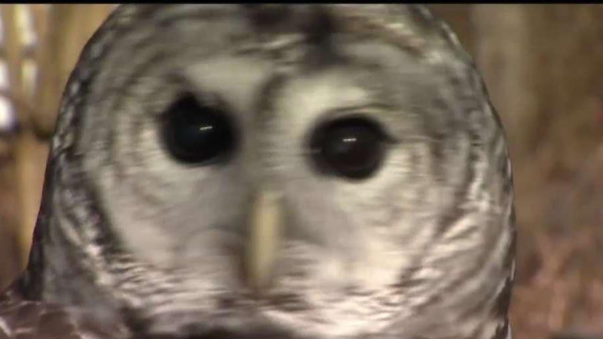 Owl Stuck in Tree, Wrapped in Fishing Line Euthanized in Killingly ...