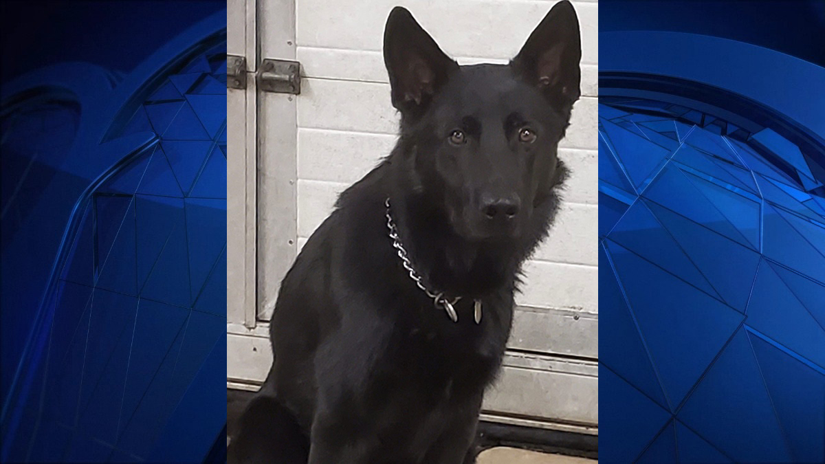 Police Dog Finds Teens Suspected in Home Invasion, Shooting and Robbery ...