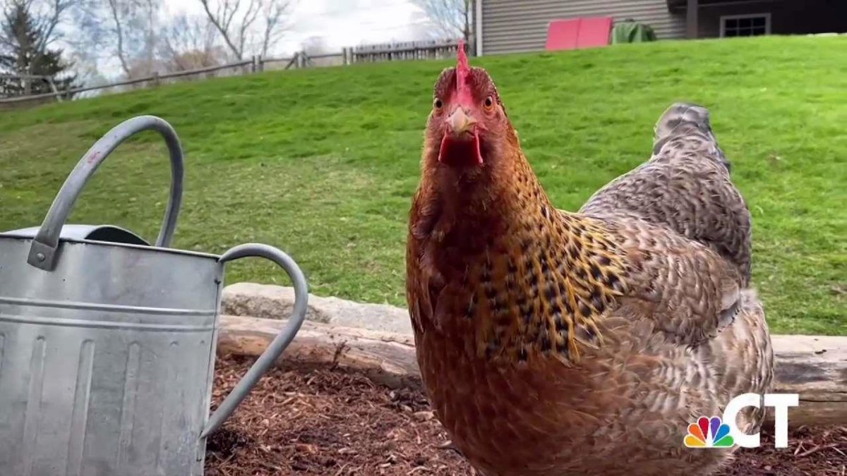 Kids Connection: Wildlife – Chickens – NBC Connecticut