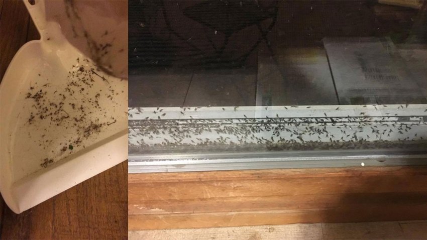 BUZZ: ‘Zillions’ of Bugs Spotted in Connecticut After Storms – NBC ...