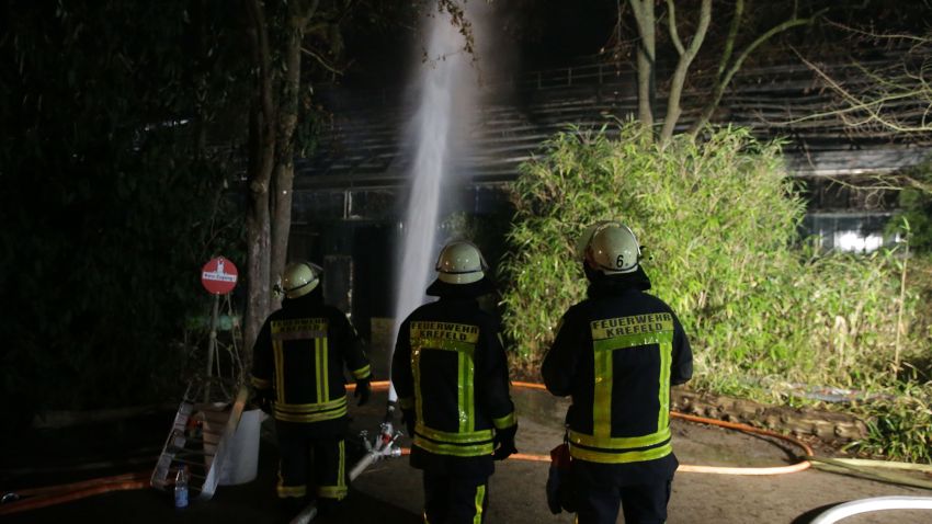 Apes, Monkeys Among More Than 30 Animals Killed in German Zoo Fire ...