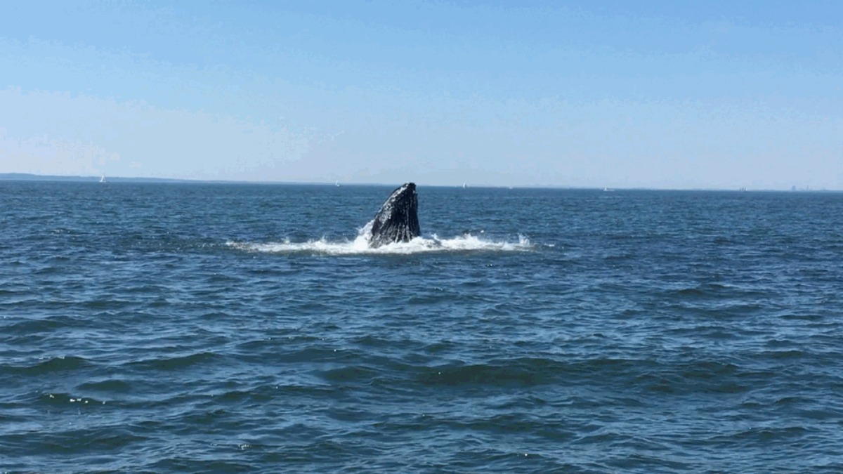 Several Humpback Whales Spotted in Long Island Sound – NBC Connecticut