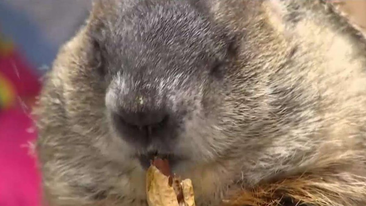 Meet Chuckles The Groundhog – NBC Connecticut