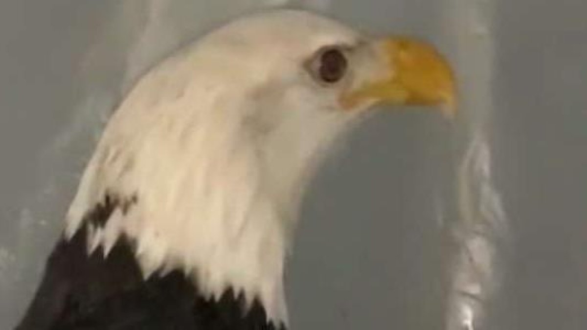 Missing Bald Eagle Found Safe – NBC Connecticut