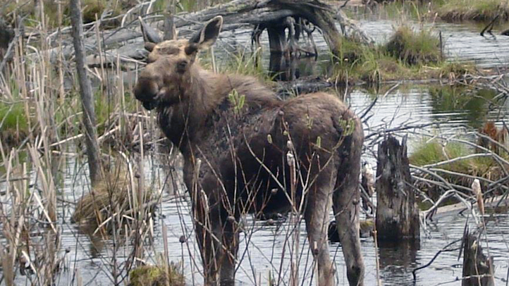 Moose Spotted Near Waterbury – NBC Connecticut