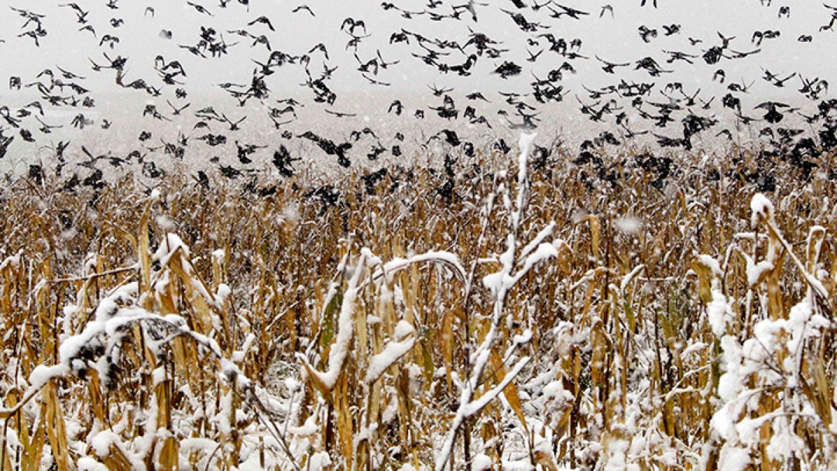 Bird Flu Pandemic: Highly Pathogenic Avian Influenza Found in NY ...