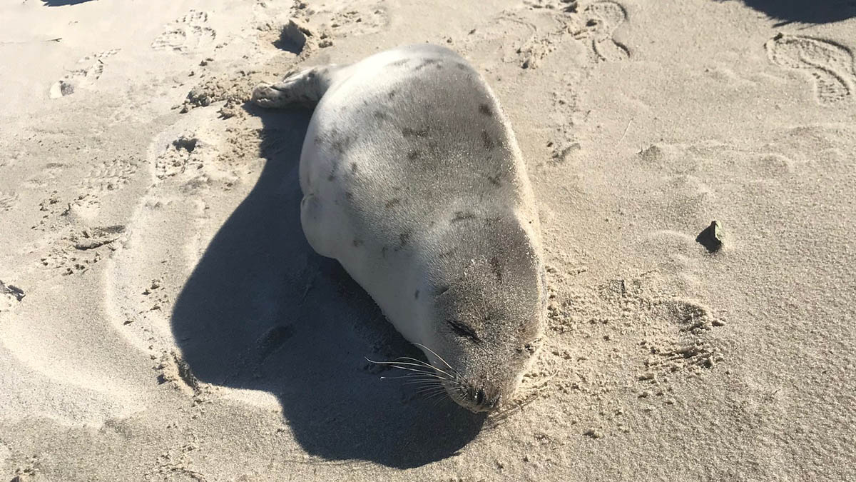 New London Police Rescue Sick Seal at Ocean Beach – NBC Connecticut