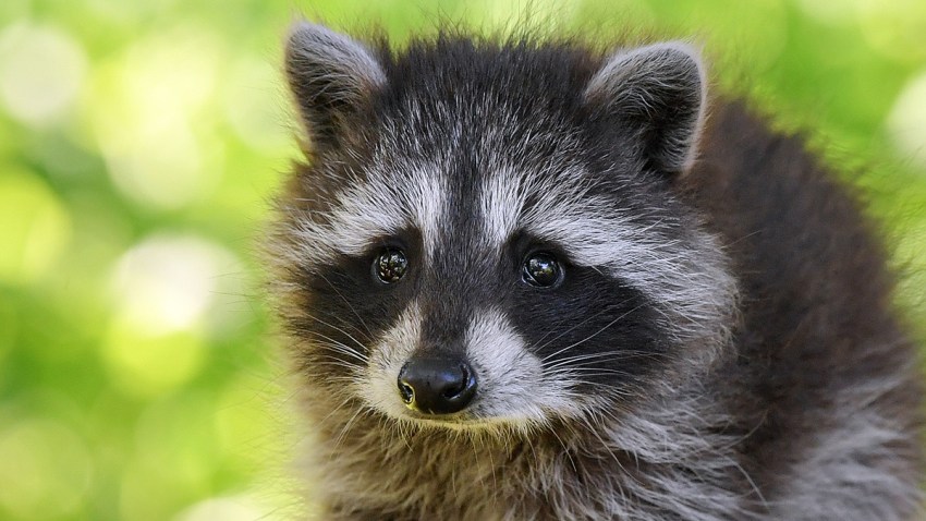 Raccoon in Old Lyme Tests Positive for Rabies – NBC Connecticut