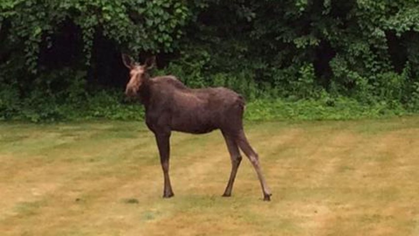 Moose Spotted in Cheshire – NBC Connecticut