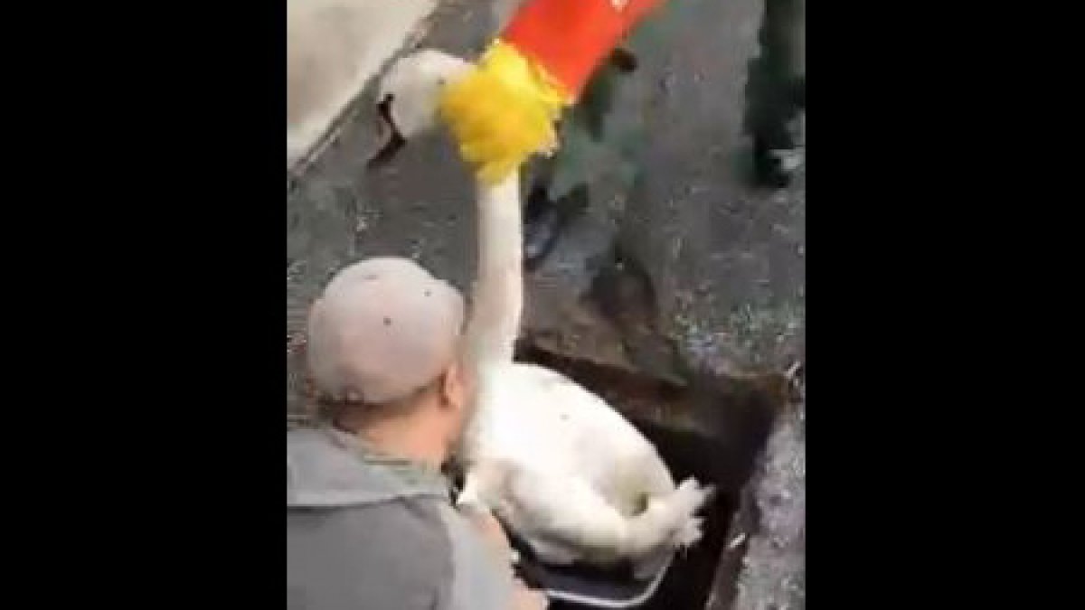 Clinton Police Rescue Swan From Storm Drain – NBC Connecticut