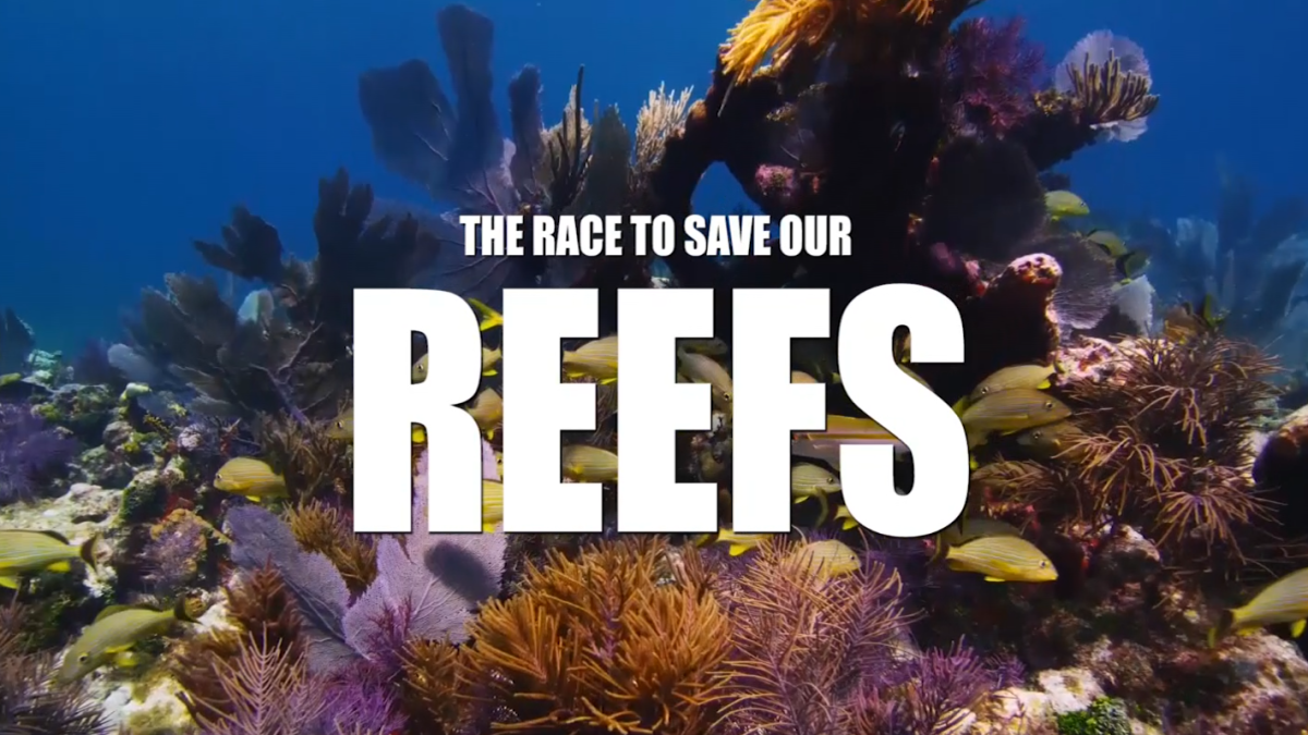 The Race to Save Our Reefs – NBC Connecticut