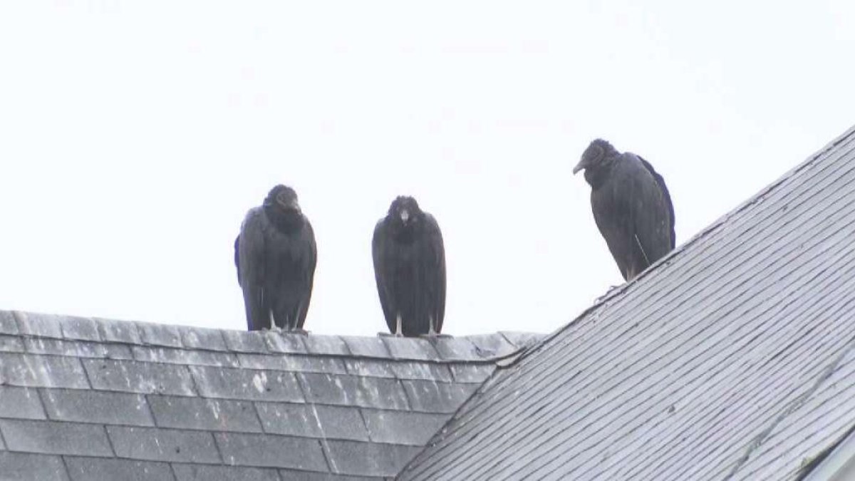 Vultures Take Over Norwich Neighborhood – NBC Connecticut