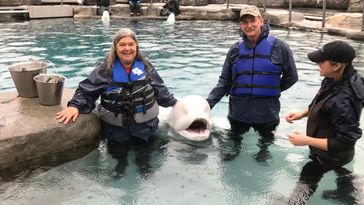 Proposed Ban on Whale Research Draws Dozens to the State Capitol – NBC ...