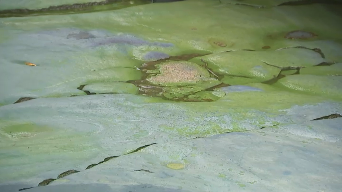 Stratford issues warning about harmful Blue-green algae blooms – NBC ...