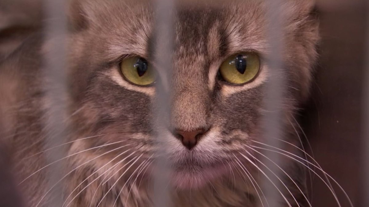 Feral cats trapped in North Haven won’t be euthanized: first selectman ...