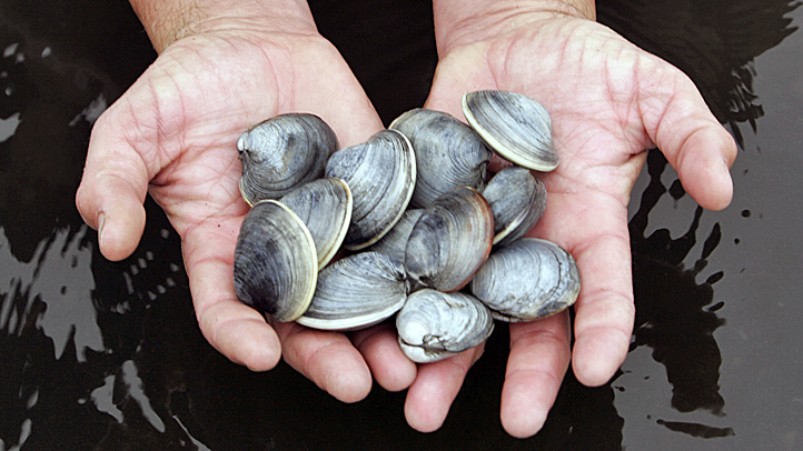 Shellfish Bacteria Can Cause Flu-Like Sickness – NBC Connecticut