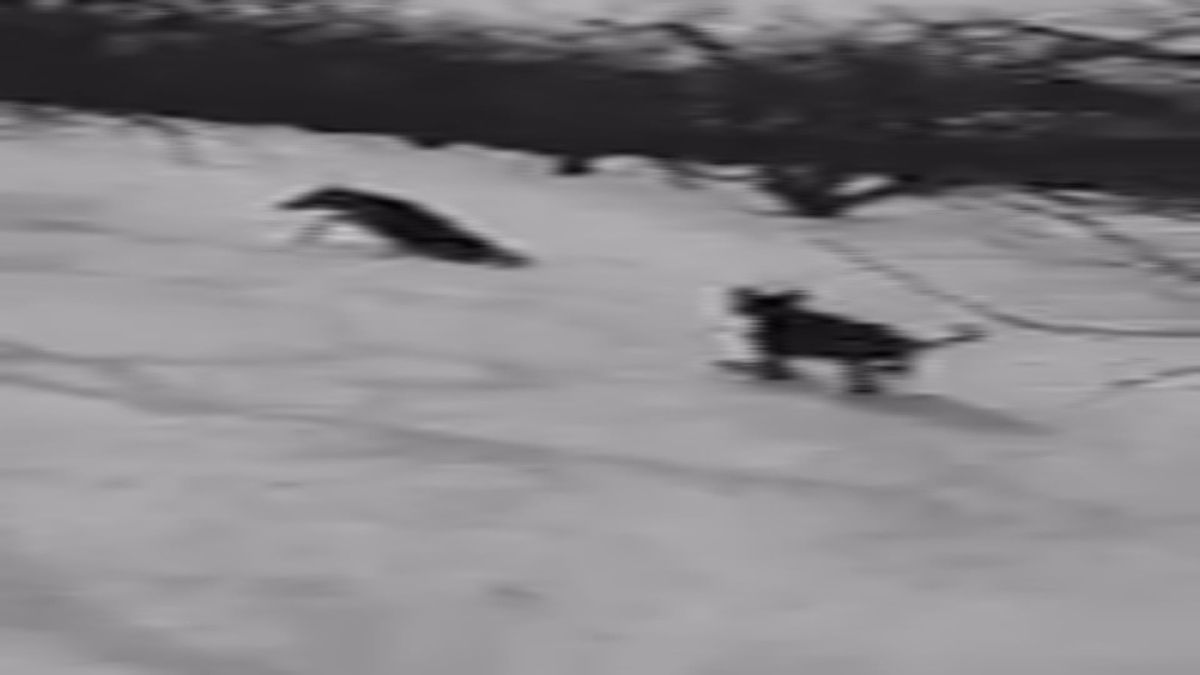 Dog Goes After Deer in Attack Caught on Camera – NBC Connecticut Dog Goes After Deer in Attack Caught on Camera – NBC Connecticut