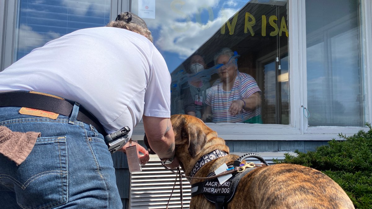 Therapy Dog Brings Joy to Nursing Home Residents Through Window – NBC ...