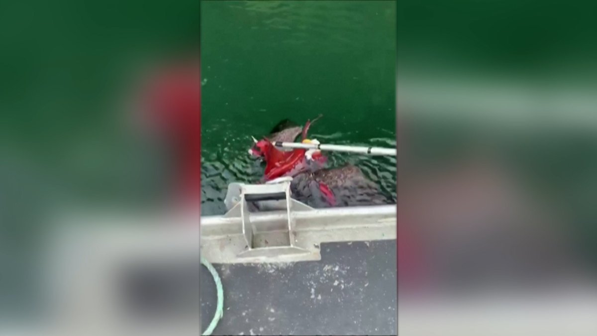 Canadian Fishermen Catch Octopus and Bald Eagle Fighting on Camera ...