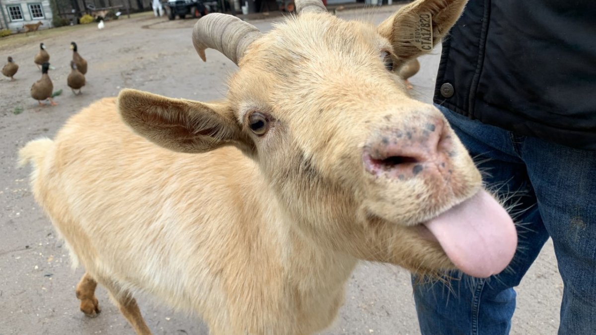 Local Farms Asking for Christmas Trees to Feed Their Goats – NBC ...