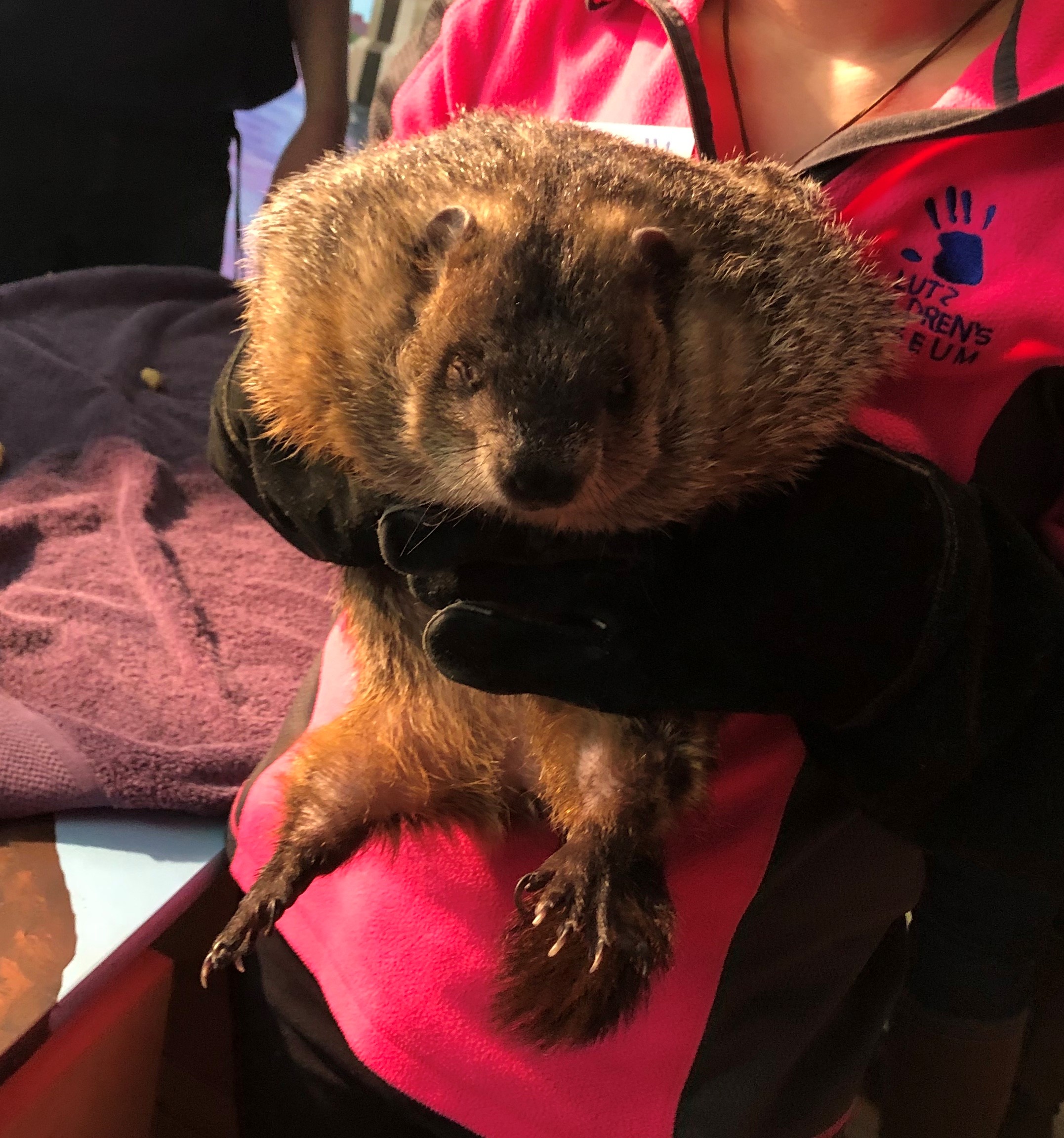 Connecticut’s Official Groundhog Predicts an Early Spring – NBC Connecticut