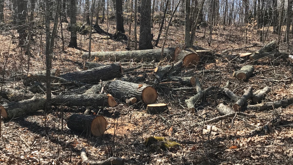 Towns Work to Remove Trees Damaged by Gypsy Moth Caterpillars – NBC ...