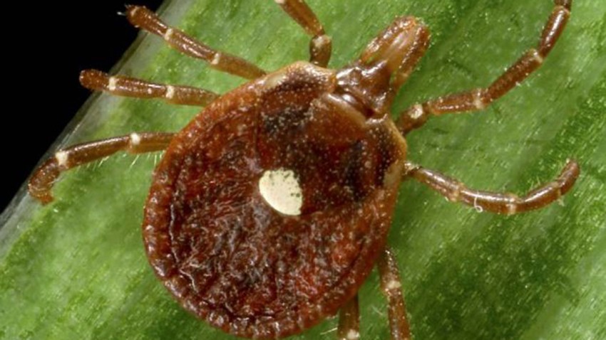 Tick Linked to Meat Allergy Found in Connecticut – NBC Connecticut