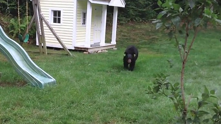 Madison Man Captures Run-In with Bear on Camera – NBC Connecticut