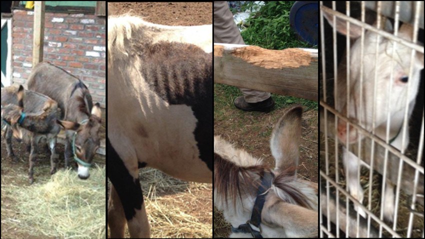 Farmer Who Brought Livestock To Parties Arrested On Animal Abuse Charges Officials NBC farmer-who-brought-livestock-to-parties-arrested-on-animal-abuse-charges-officials-nbc