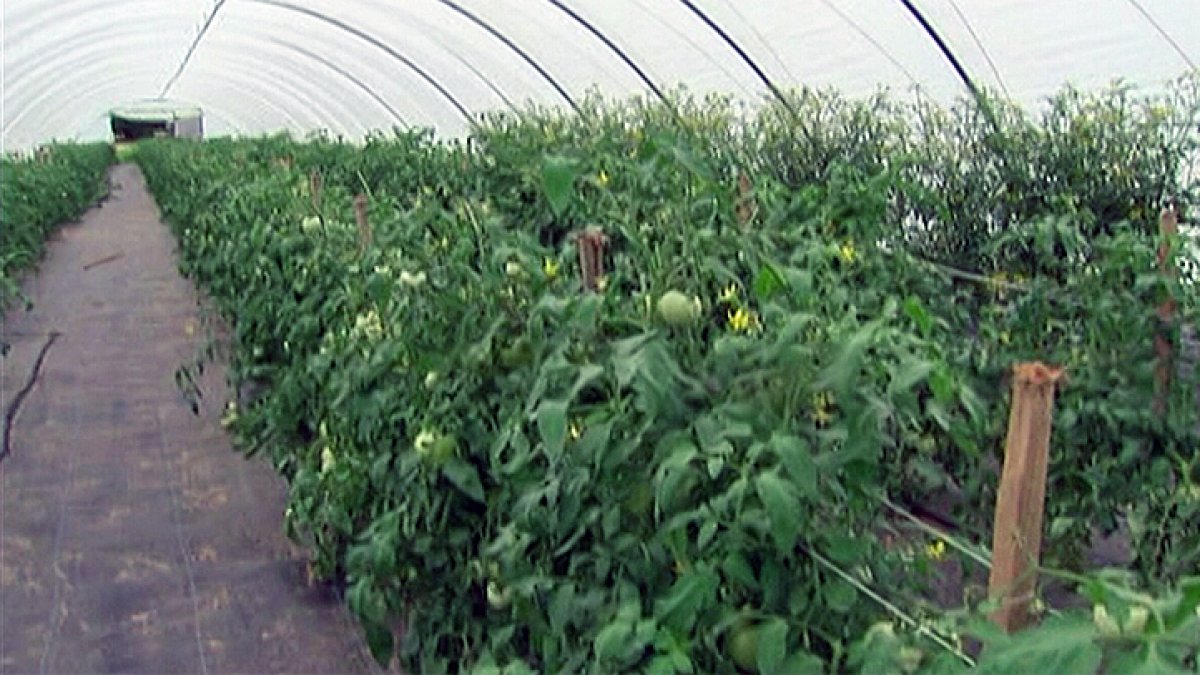 CT receives disaster declaration for crop damage caused by sub-freezing ...