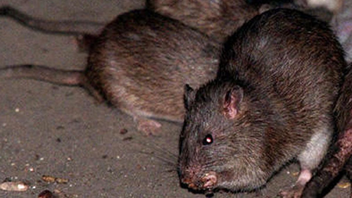 New England’s Most Rat-Infested Cities – NBC Connecticut