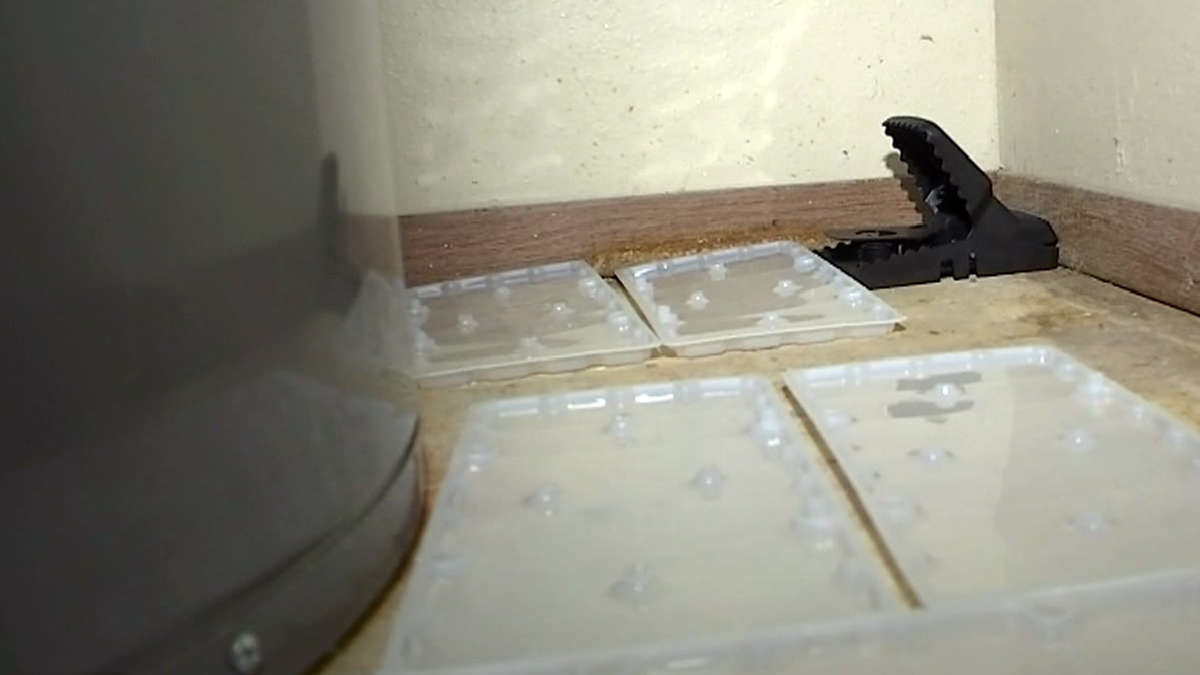 ‘Aw rats!’: Some West Hartford residents fed up with rodent problem ...